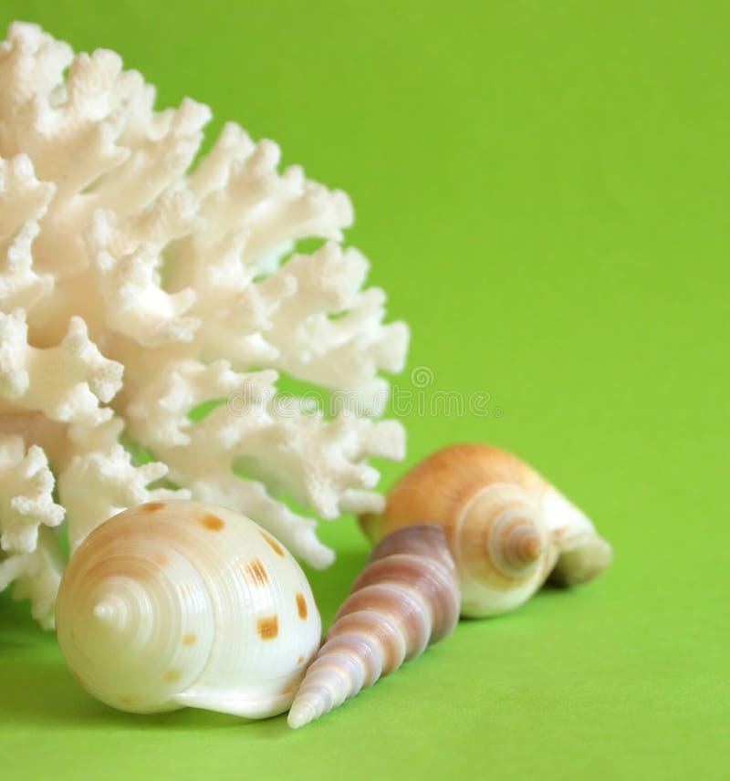 Coral and shells stock photo. Image of corals, coral - 35281070