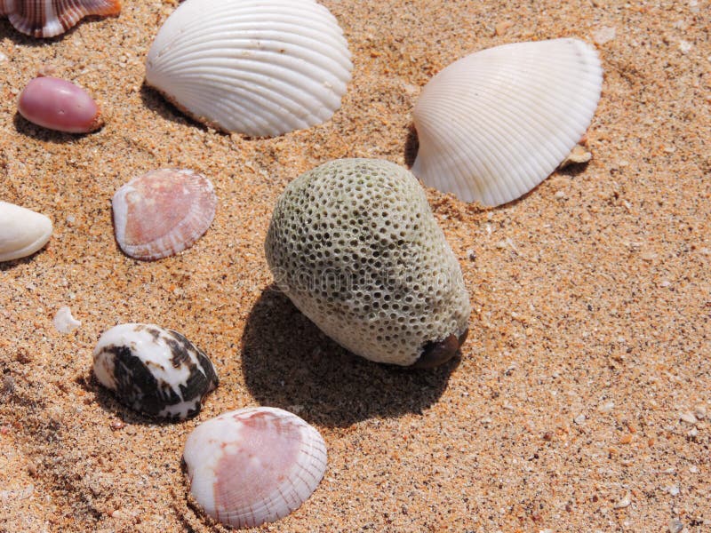 Coral and shells. stock image. Image of decorate, collocate - 88017405