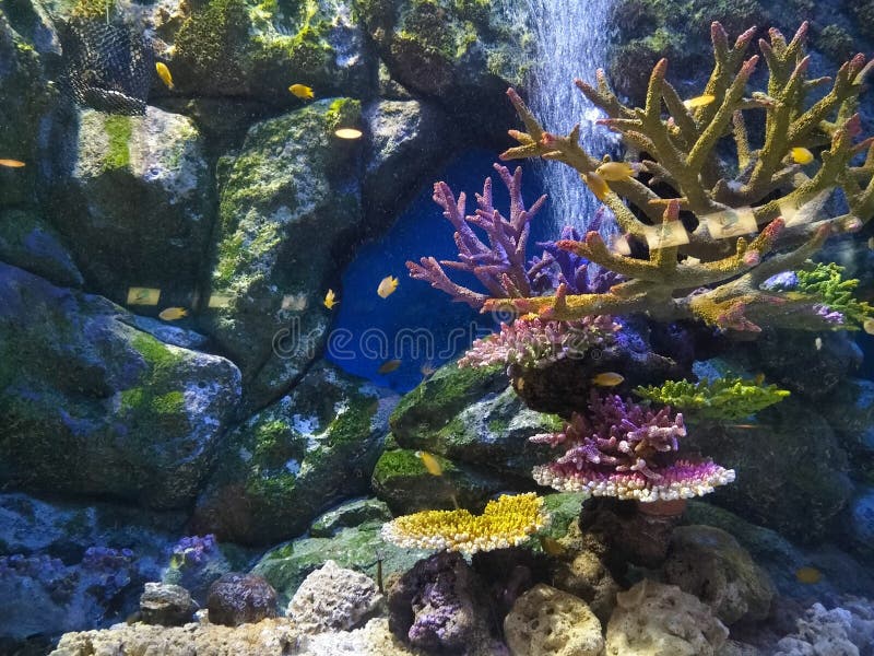 710 Organismo Simple Fotos de stock - Fotos libres de regalías de ...