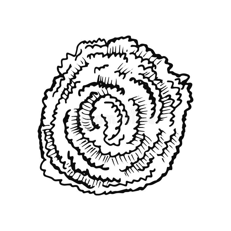 Coral Sketch Isolated. Hand Drawing Plant Vector Stock Vector ...