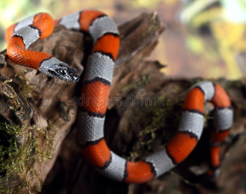2,003 Coral Snake Photos - Free & Royalty-Free Stock Photos from Dreamstime