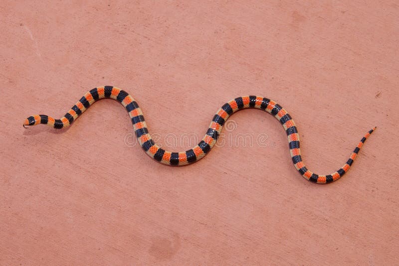 Coral Snake stock image. Image of biology, little, mimicry - 37541619