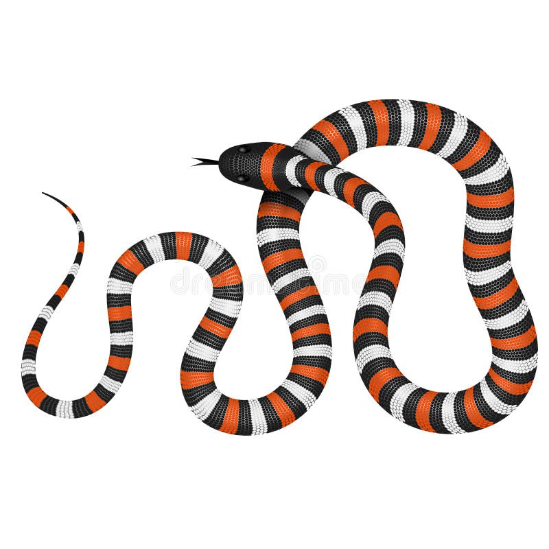 Coral Snake Vector Illustration Stock Vector - Illustration of crawl ...
