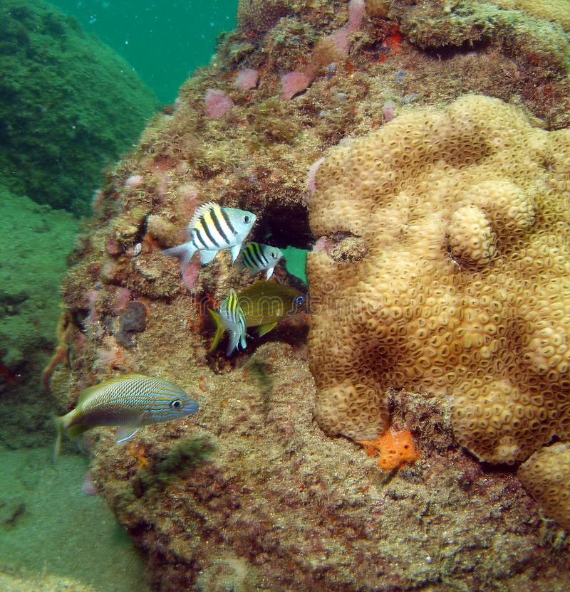 Coral and some Fish stock image. Image of white, barrel - 14523261