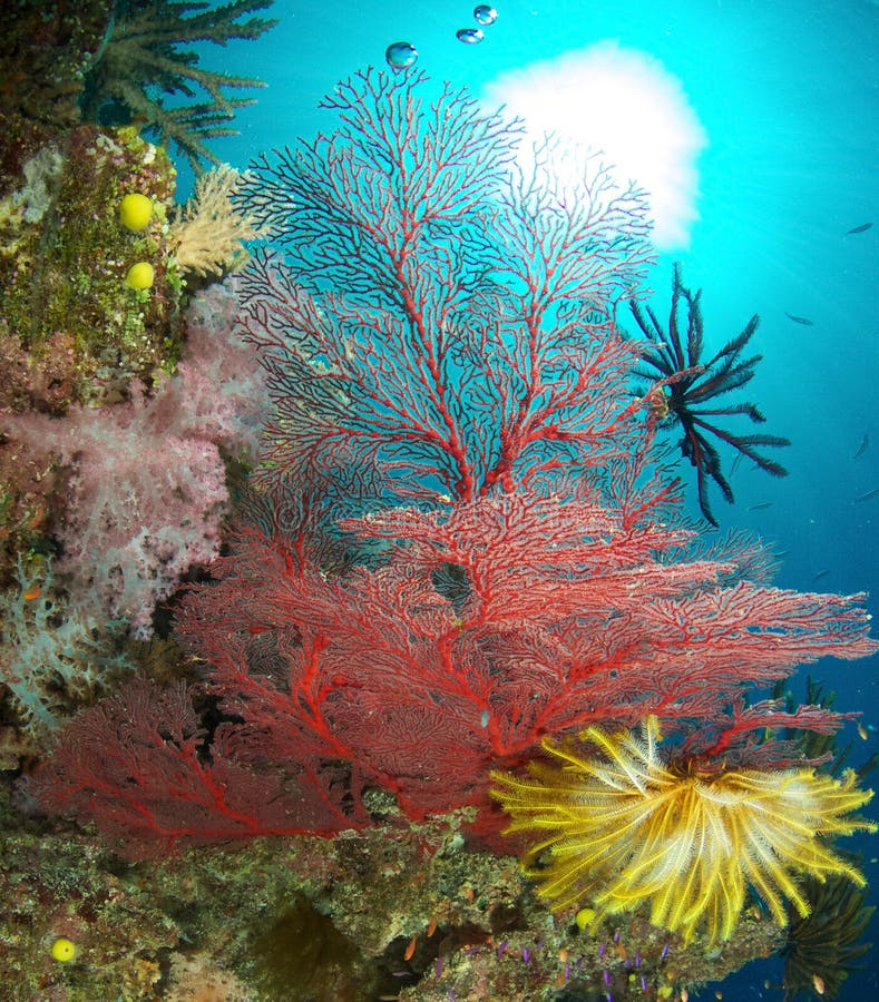 South Africa Great Barrier Reef Stock Photos - Free & Royalty-Free ...