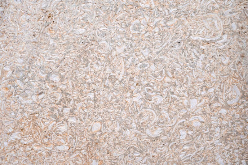 Coral Stone Porous Texture with Splashes of Shell Rock. Brickwork of a ...