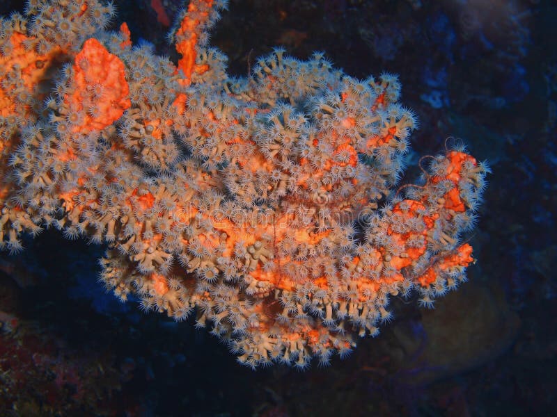 Coral suave imagen de archivo. Imagen de coral, trópico - 61495935