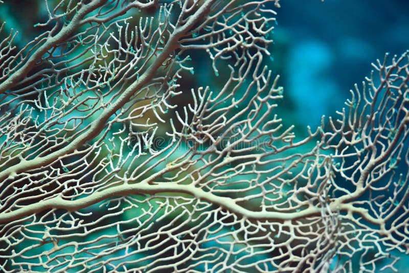 Coral texture stock image. Image of nature, soft, ocean - 12801545