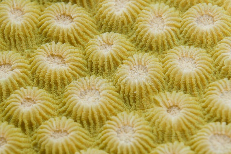 Coral texture stock image. Image of asia, dive, chang - 13244703
