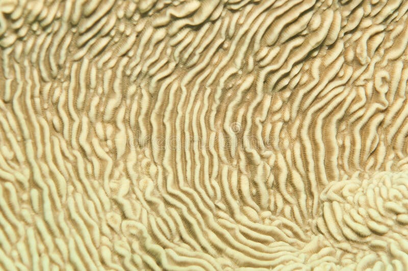 Coral texture stock image. Image of vivid, coral, wildlife - 31092537