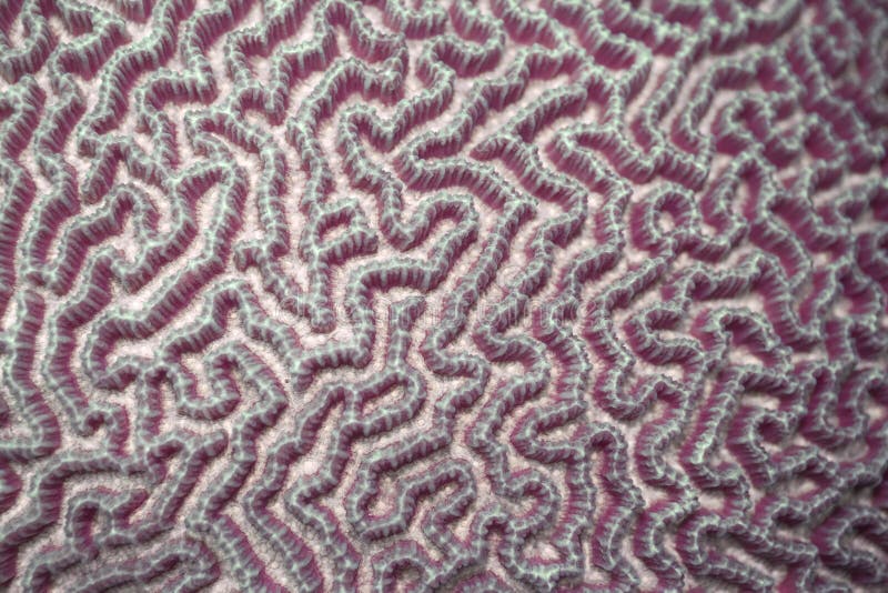 Coral texture stock image. Image of barrier, ornament - 4217159