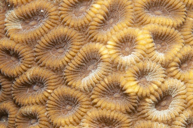 Coral Texture photo stock. Image du animal, détail, saltwater - 74359608