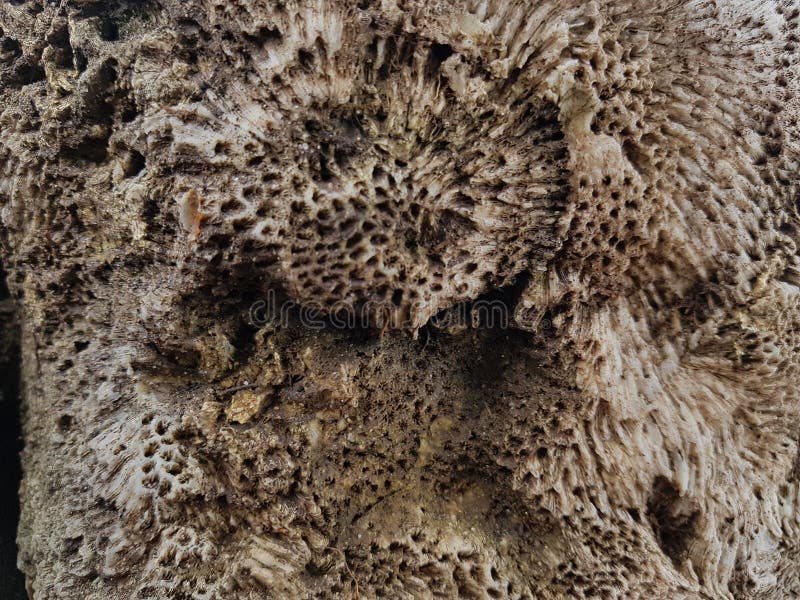 Coral Texture in the beach stock image. Image of leaf - 212381327