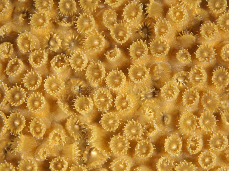 Coral texture stock photo. Image of ocean, coral, bright - 109856464