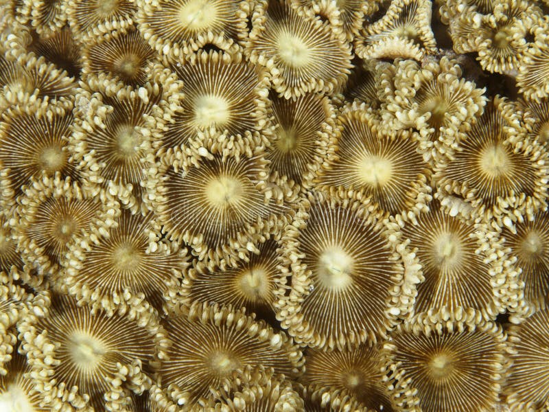 Coral texture stock image. Image of reef, detail, environment - 89622529