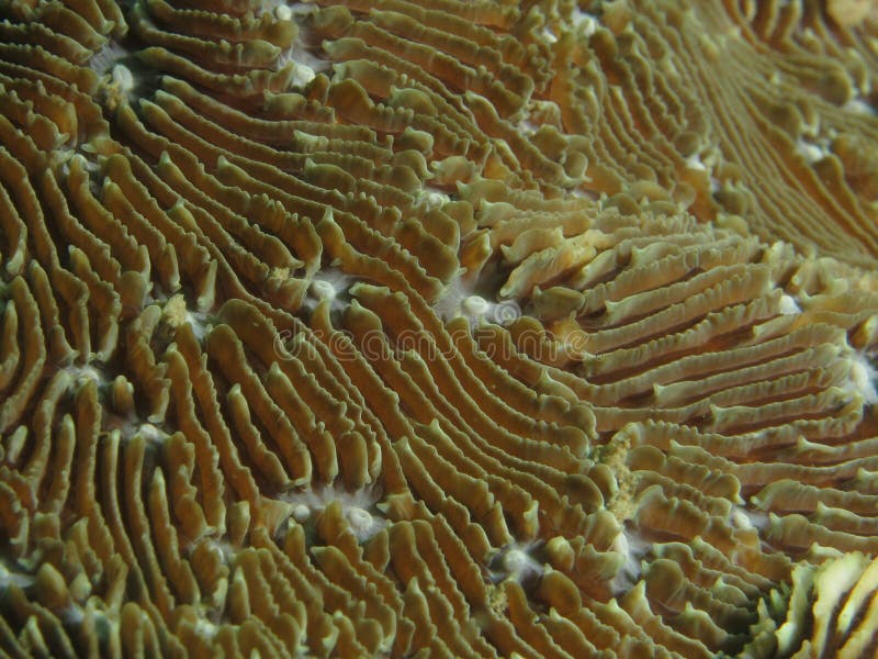 Coral texture stock photo. Image of hard, aquatic, polyps - 52210228
