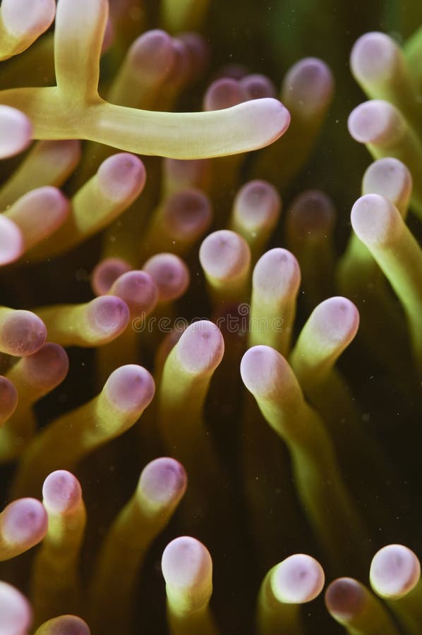 Coral texture stock photo. Image of reef, ocean, aquatic - 74359578