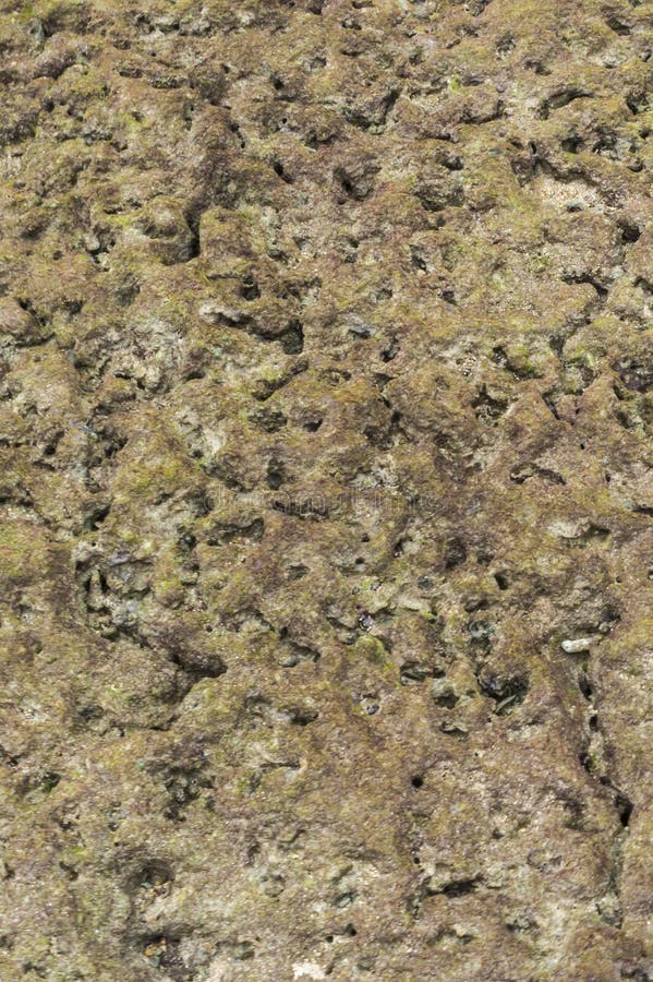 Coral texture stock image. Image of sealife, linmestone - 33567323