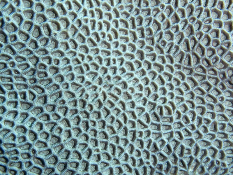 300+ Coral texture Free Stock Photos - StockFreeImages