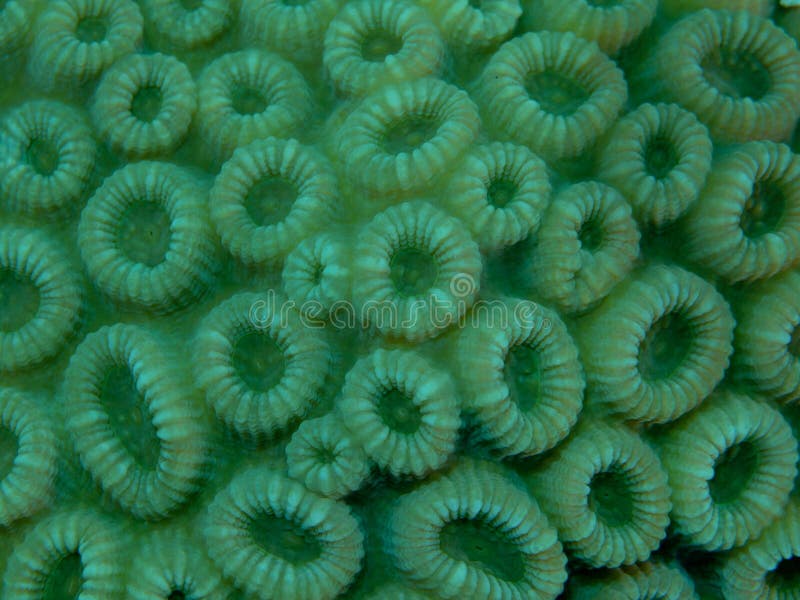 Coral texture stock image. Image of water, underwater - 31092315