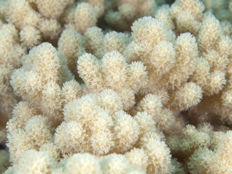 Coral texture stock photo. Image of bright, pattern, abstract - 31092426