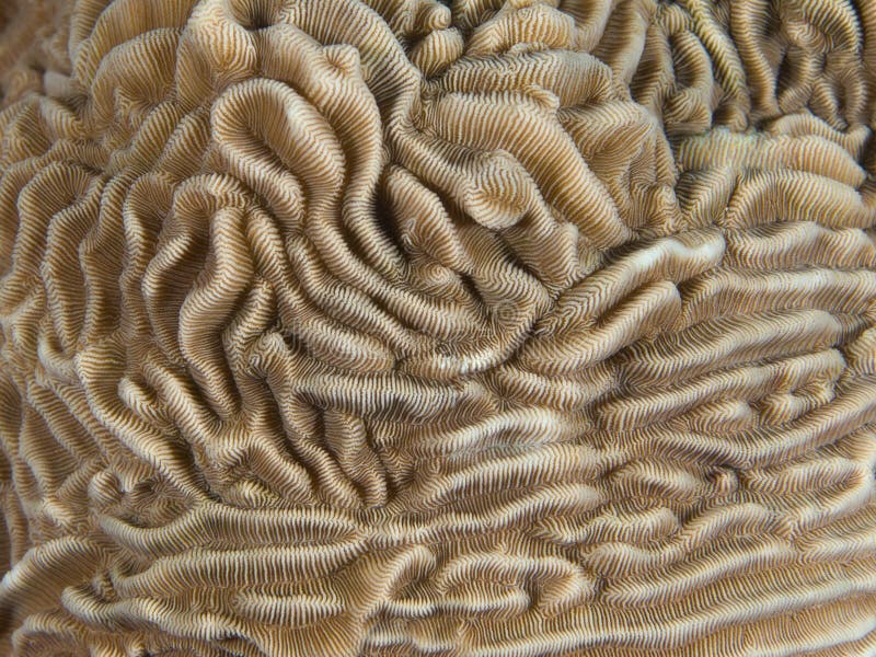 Coral texture stock photo. Image of tropical, vivid, exotic - 31092508