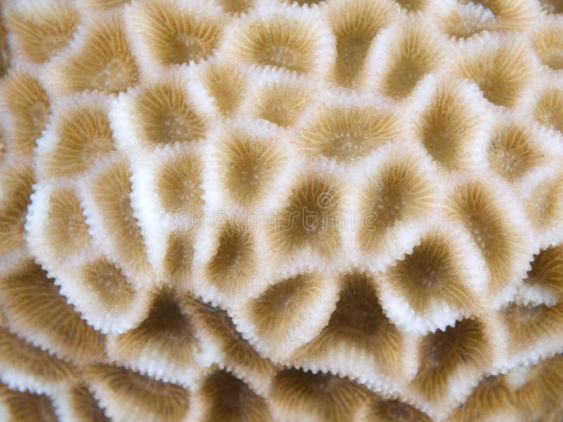Coral texture stock image. Image of diving, exotic, reef - 31092515