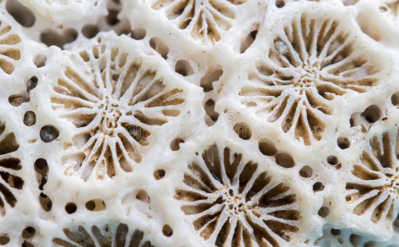 170+ Biological texture Free Stock Photos - StockFreeImages