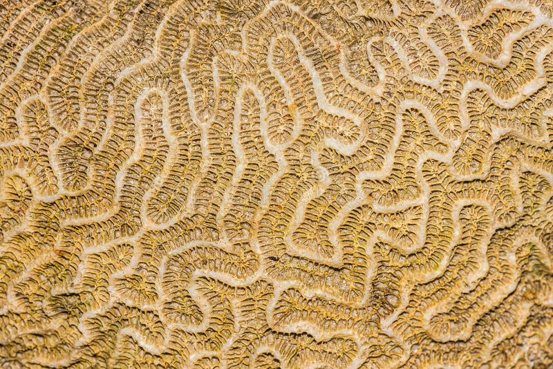 Coral Texture and pattern. stock photo. Image of fish - 26318952