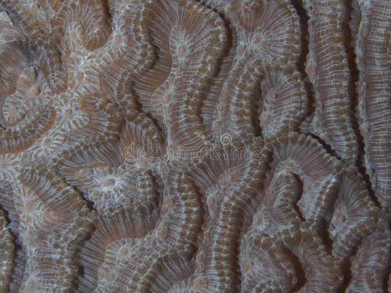 Coral texture stock image. Image of vivid, coral, wildlife - 31092537