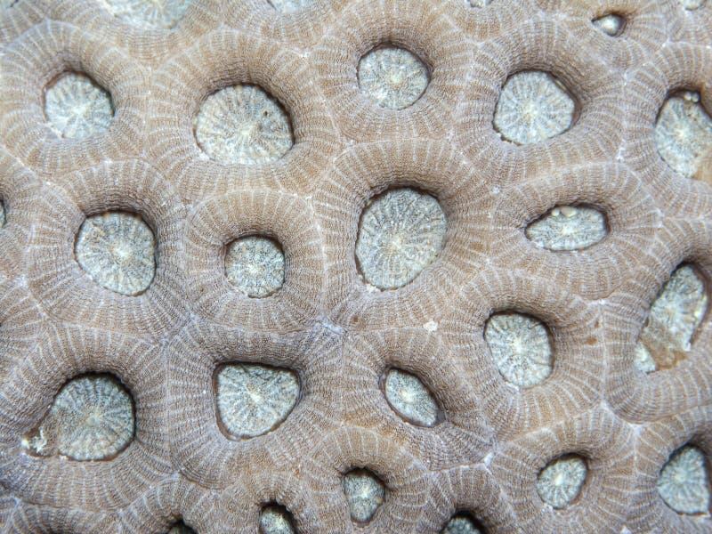 Coral texture stock photo. Image of background, tropical - 40135670
