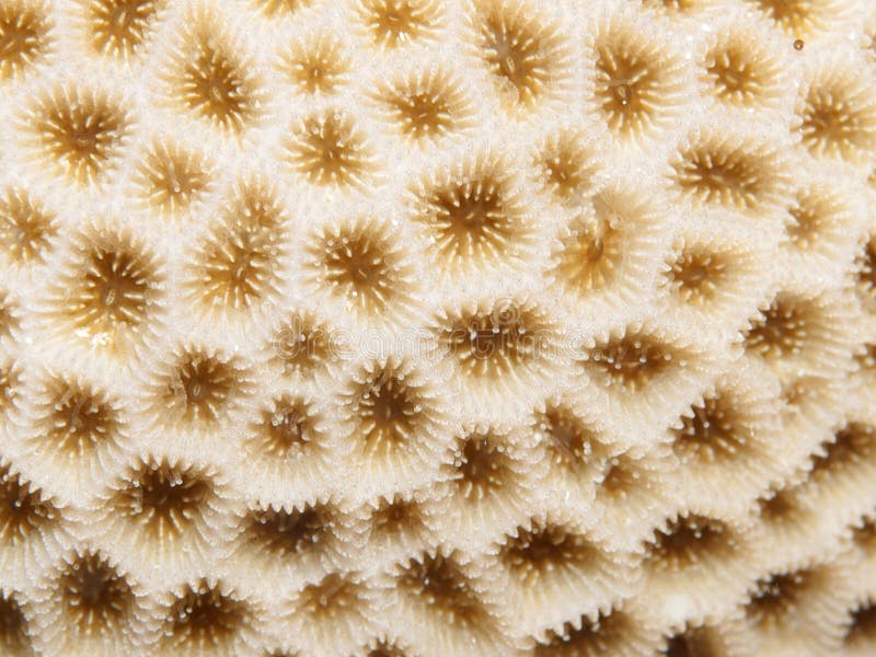 Coral texture stock photo. Image of coral, nature, texture - 40135702
