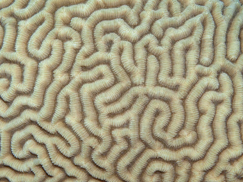 Coral texture stock image. Image of bright, pattern, undersea - 40135723