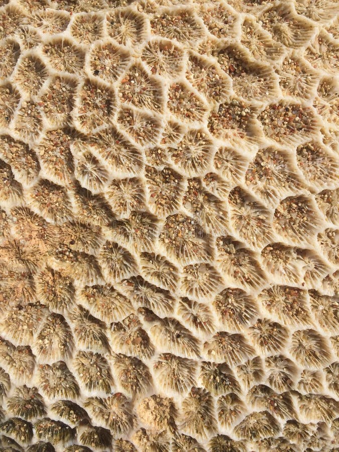 Sea coral texture stock image. Image of design, ocean - 16687529