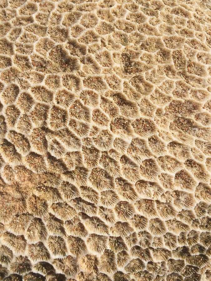 Coral texture stock photo. Image of coral, summer, sand - 121158498