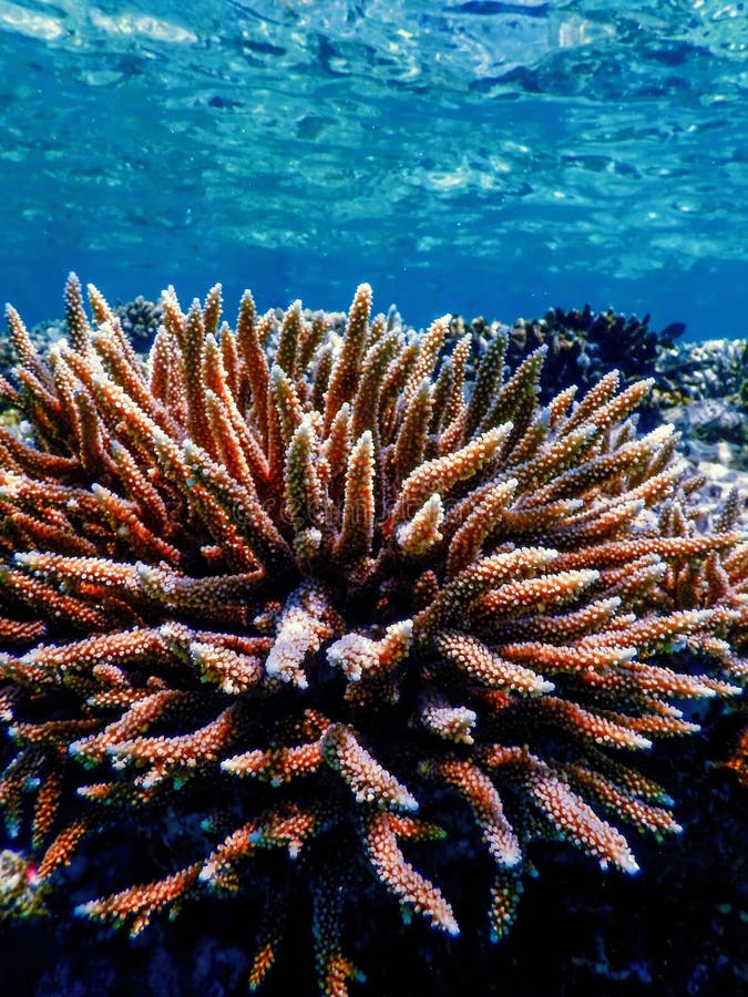Coral Texture Underwater, Coral Reef Texture, Tropical Waters Stock ...