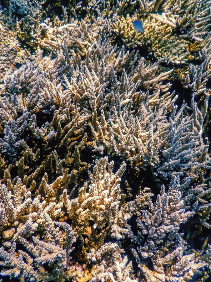 Coral Texture Underwater, Coral Reef Texture, Tropical Waters Stock ...