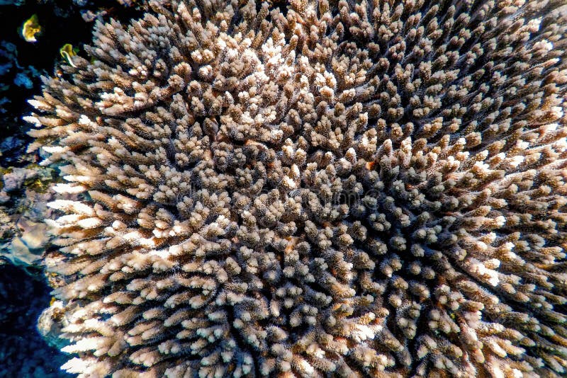 Coral Texture Underwater, Coral Reef Texture, Tropical Waters Stock ...