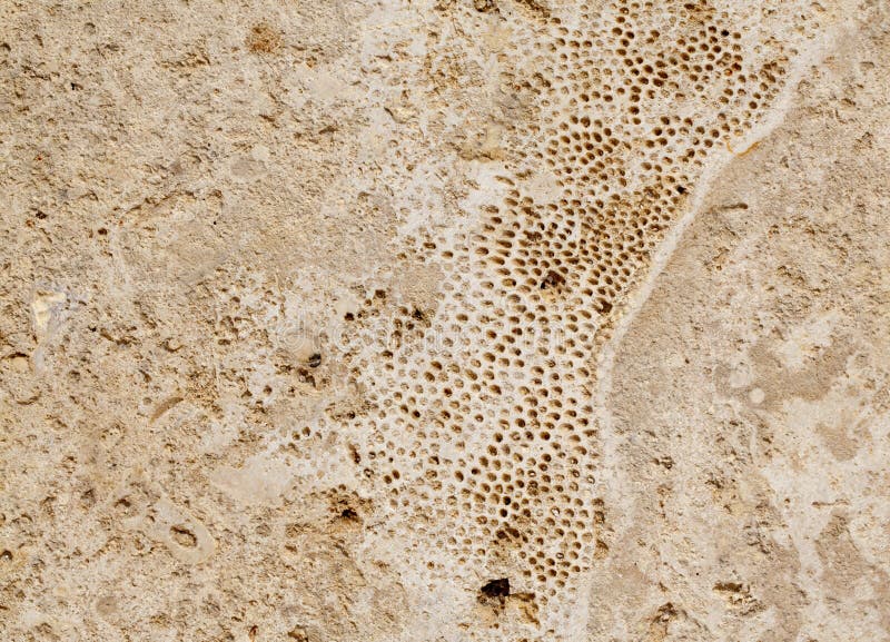 Coral Tile Background stock image. Image of science, coral - 18306299