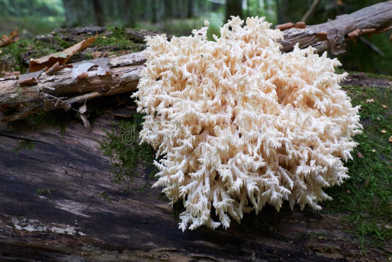 Coral Tooth Fungus, Hericium Coralloides Stock Image - Image of color ... Coral Tooth Fungus, Hericium Coralloides Stock Image - Image of color ...