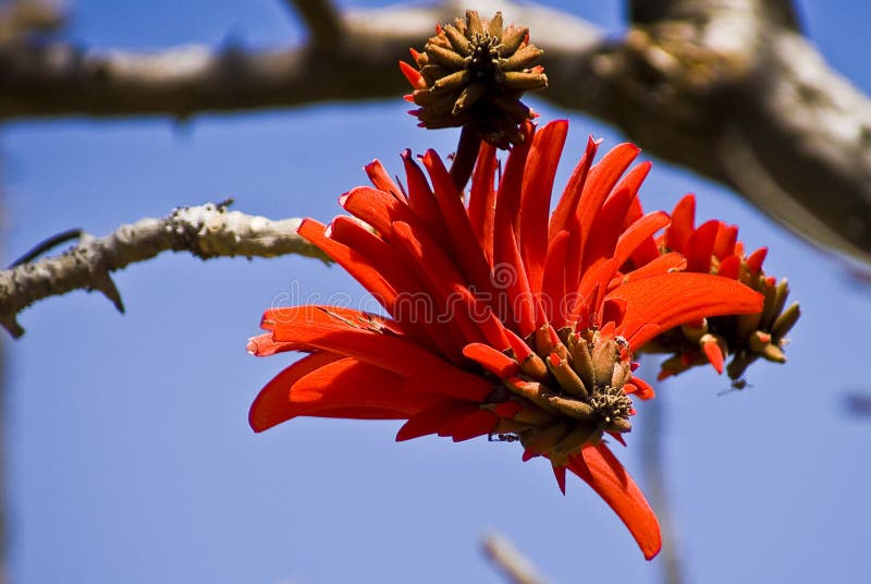 Coral Tree - Flower - Macro Stock Photo - Image of pistil, indigenous ...