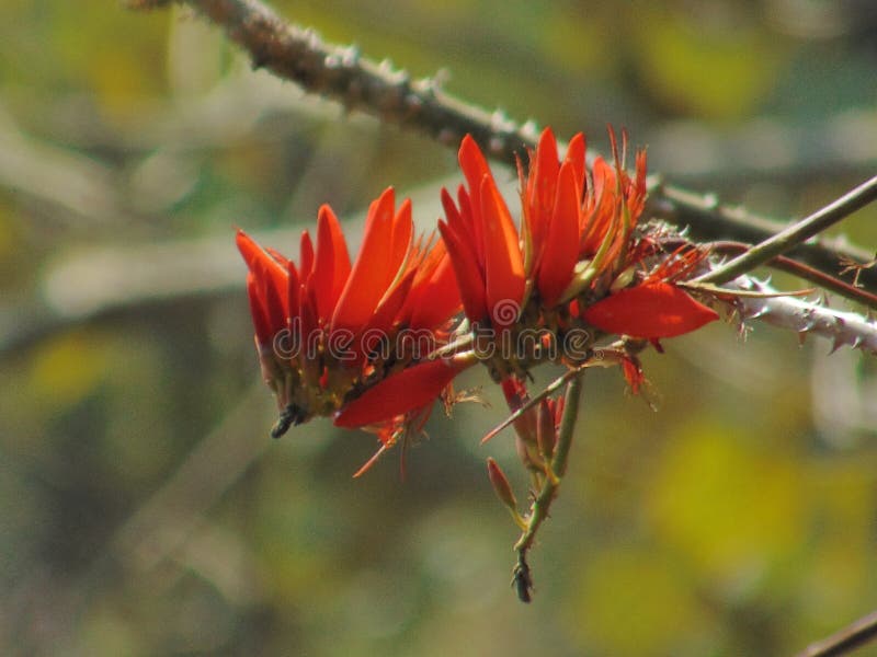 Coral Tree Flowers ,Erythrina Variegata Photo Stock Photo - Image of ...