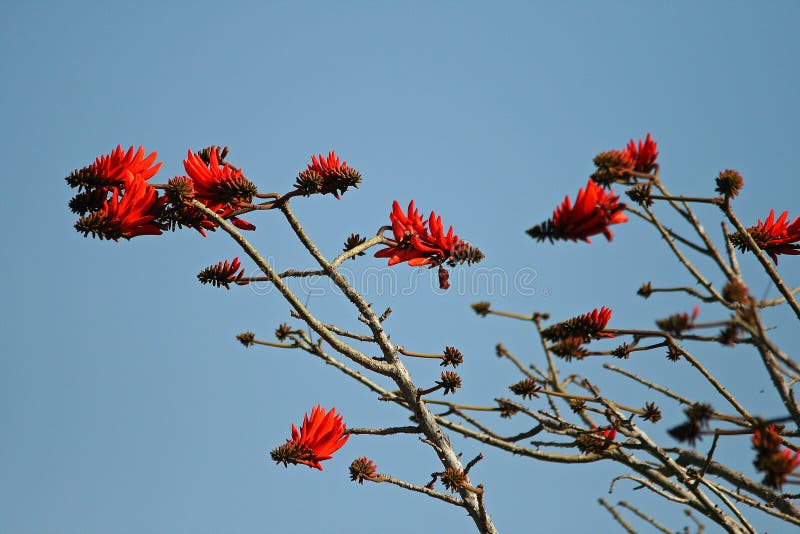 Red Coral Tree Flower Close Stock Image - Image of buds, coral: 95514851
