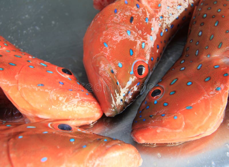 Coral Trout stock image. Image of fishshop, fresh, trout - 85879307