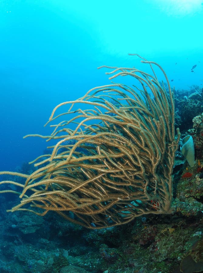 Sea grass stock photo. Image of water, bubble, environment - 21219034