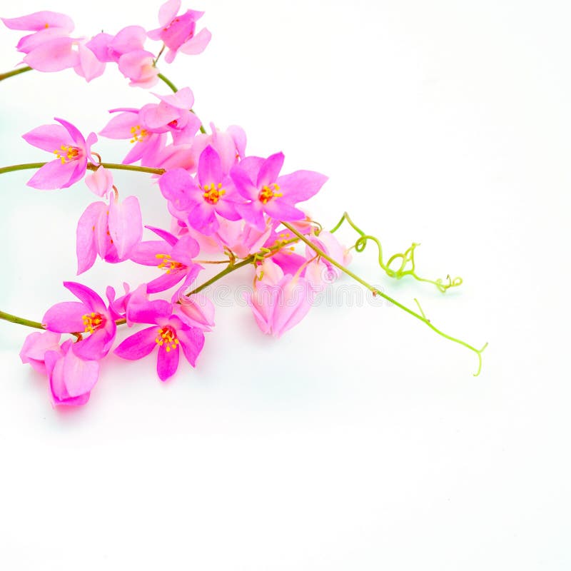 Coral Vine foto de archivo. Imagen de mexicano, balneario - 32812422