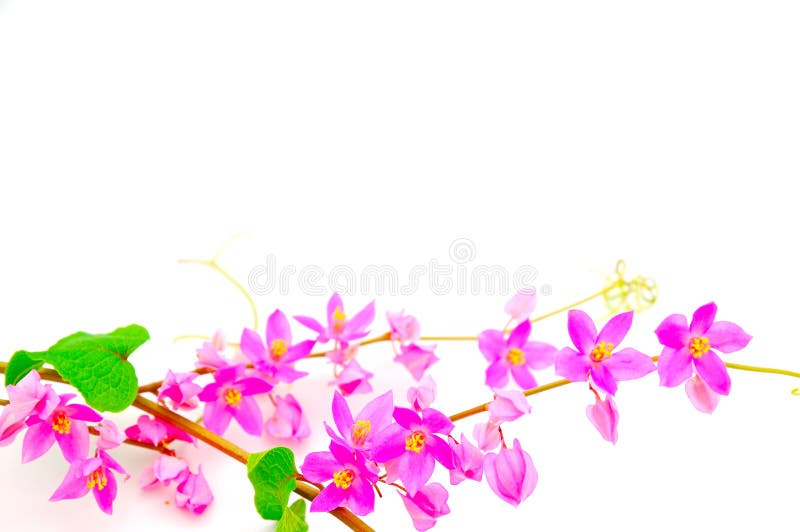 Coral Vine imagem de stock. Imagem de beleza, doce, planta - 32812467