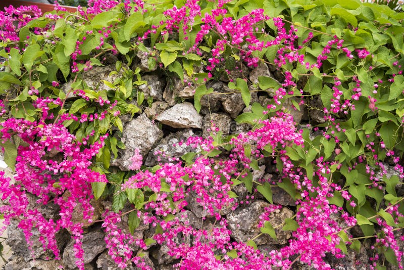 Coral vine flowers stock photo. Image of stone, botanical - 88166352