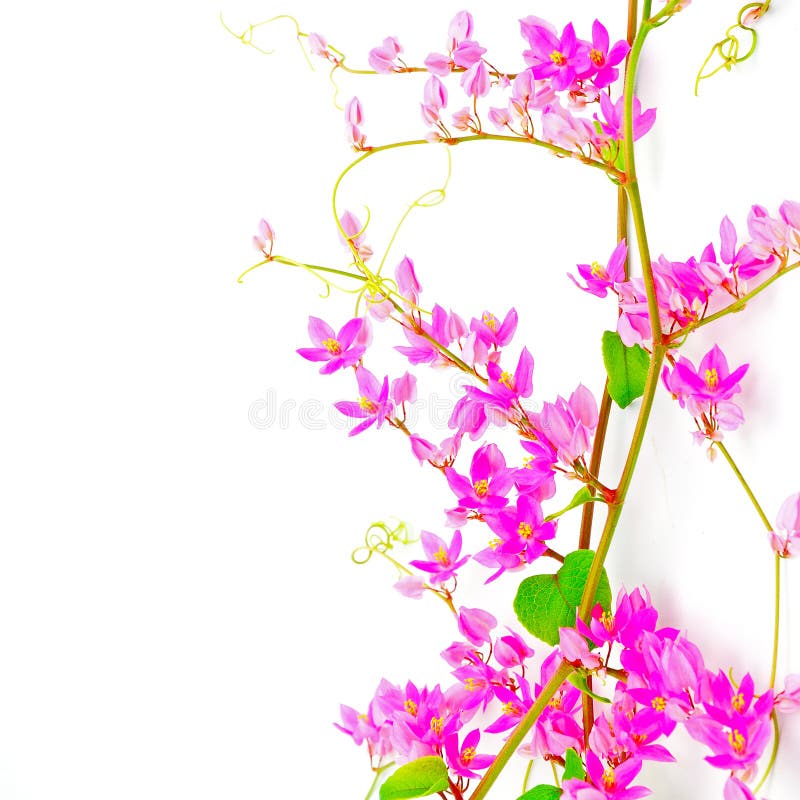 Coral Vine stock image. Image of macro, blossom, petal - 32812413