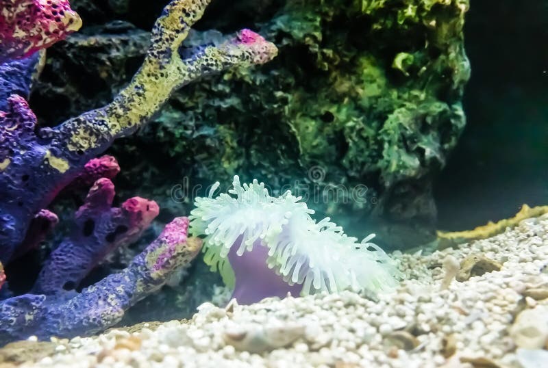 Coral Violeta E a Flor-como O Animal De Mar Foto de Stock - Imagem de ...